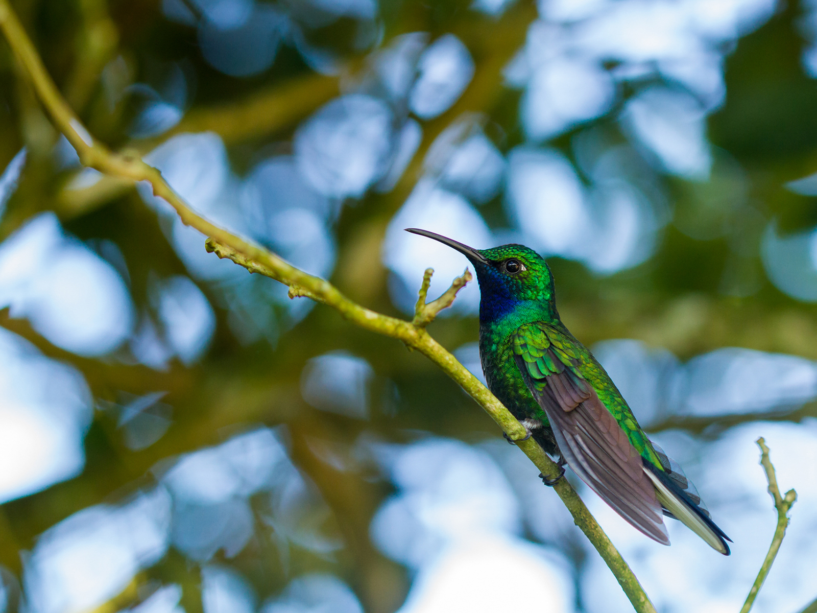 White-tailed Sabrewing male – Flyways Birding
