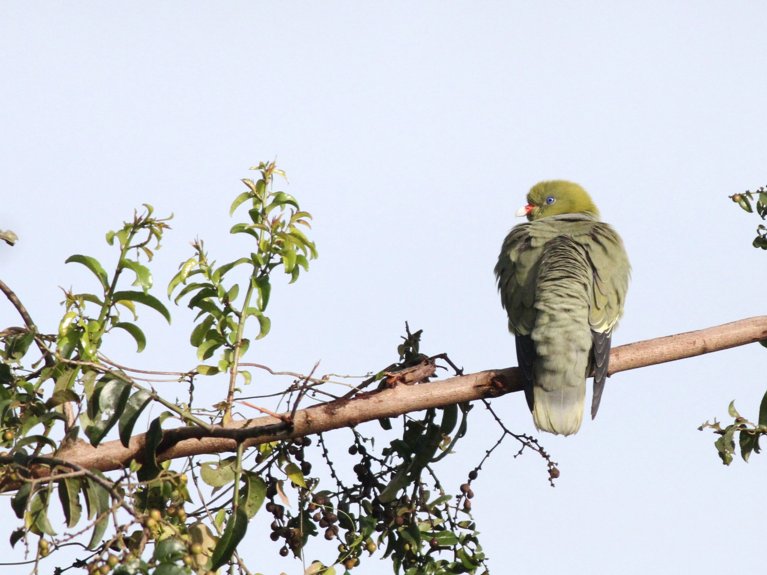 GreenPigeon – Flyways Birding