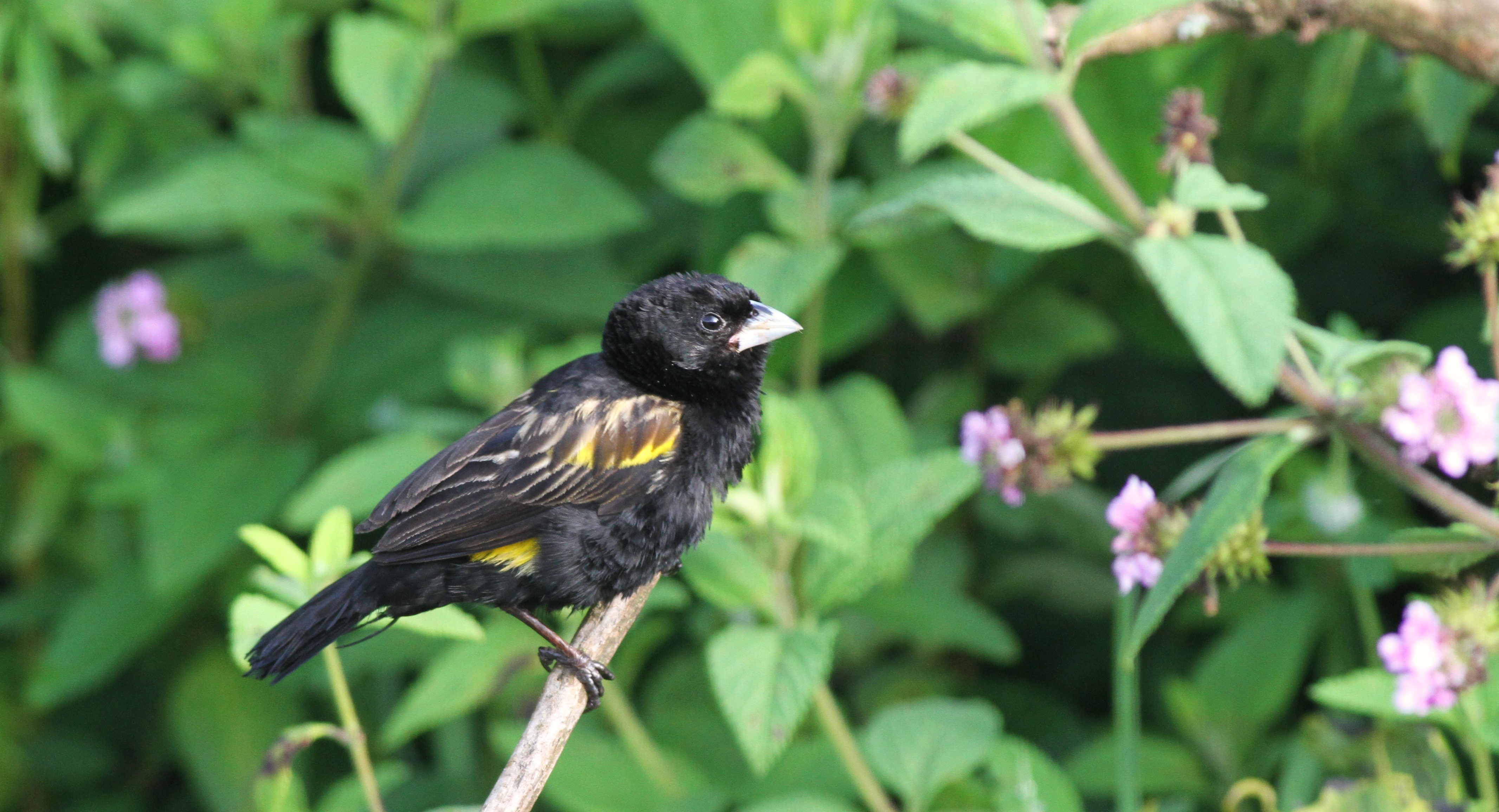 Yellowbishop – Flyways Birding